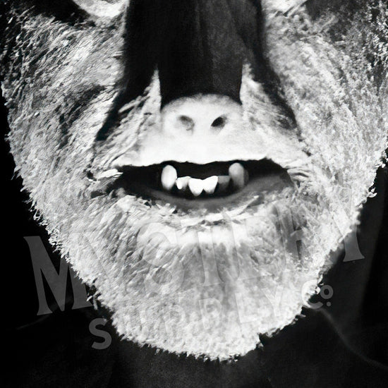 The Wolf Man 1941 Vintage Horror Movie Werewolf Photo – Mystery Supply Co.